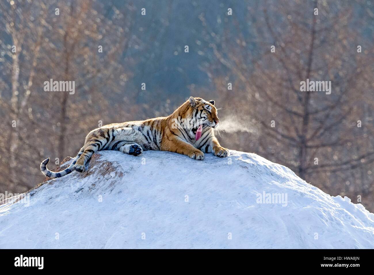 China, Heilongjiang province, Harbin, Tiger Park, Siberian Tiger ...