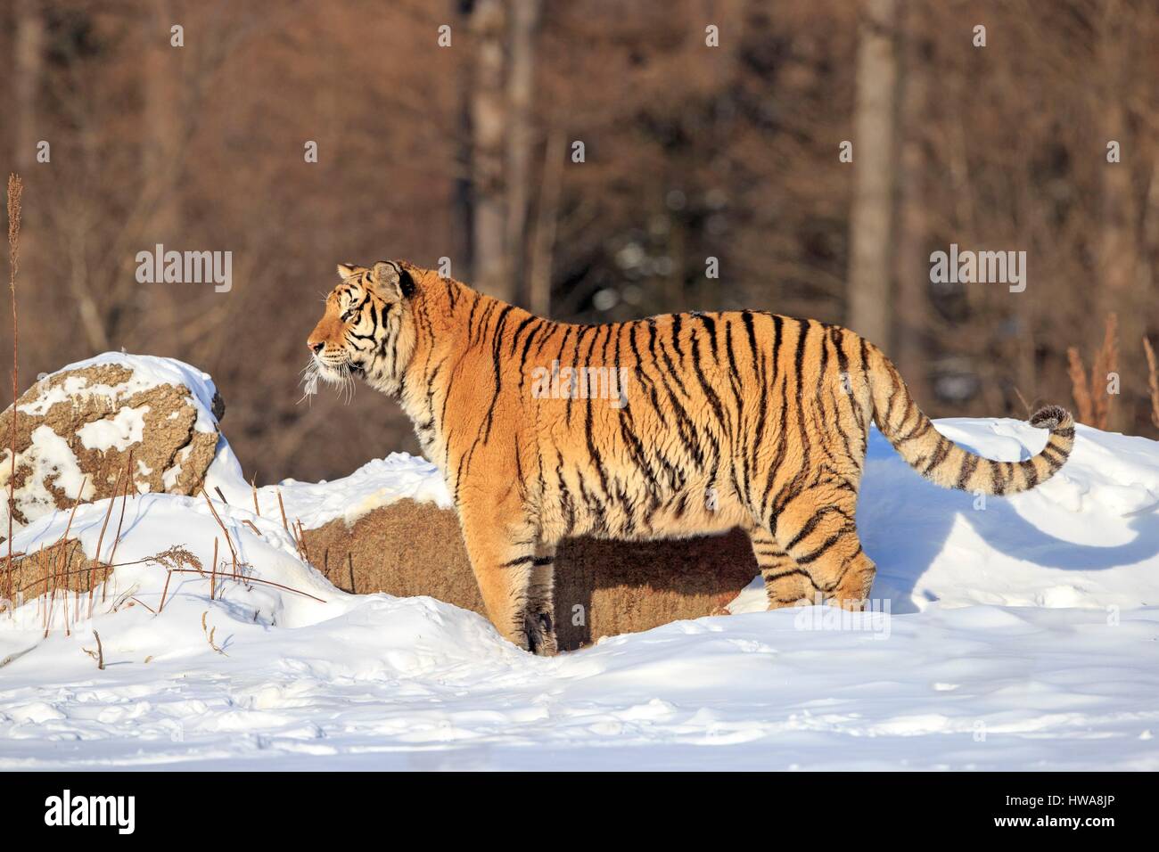 China, Heilongjiang province, Harbin, Tiger Park, Siberian Tiger ...