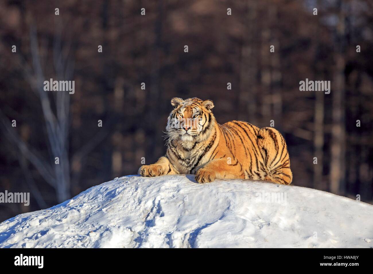China, Heilongjiang province, Harbin, Tiger Park, Siberian Tiger ...