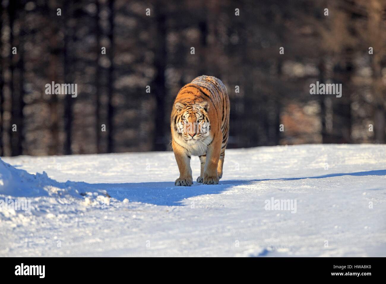 China, Heilongjiang province, Harbin, Tiger Park, Siberian Tiger ...