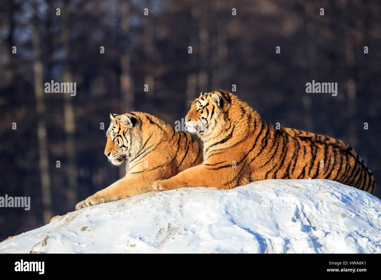 China, Heilongjiang province, Harbin, Tiger Park, Siberian Tiger ...