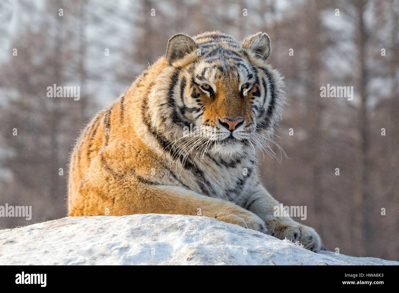 China, Heilongjiang province, Harbin, Tiger Park, Siberian Tiger ...