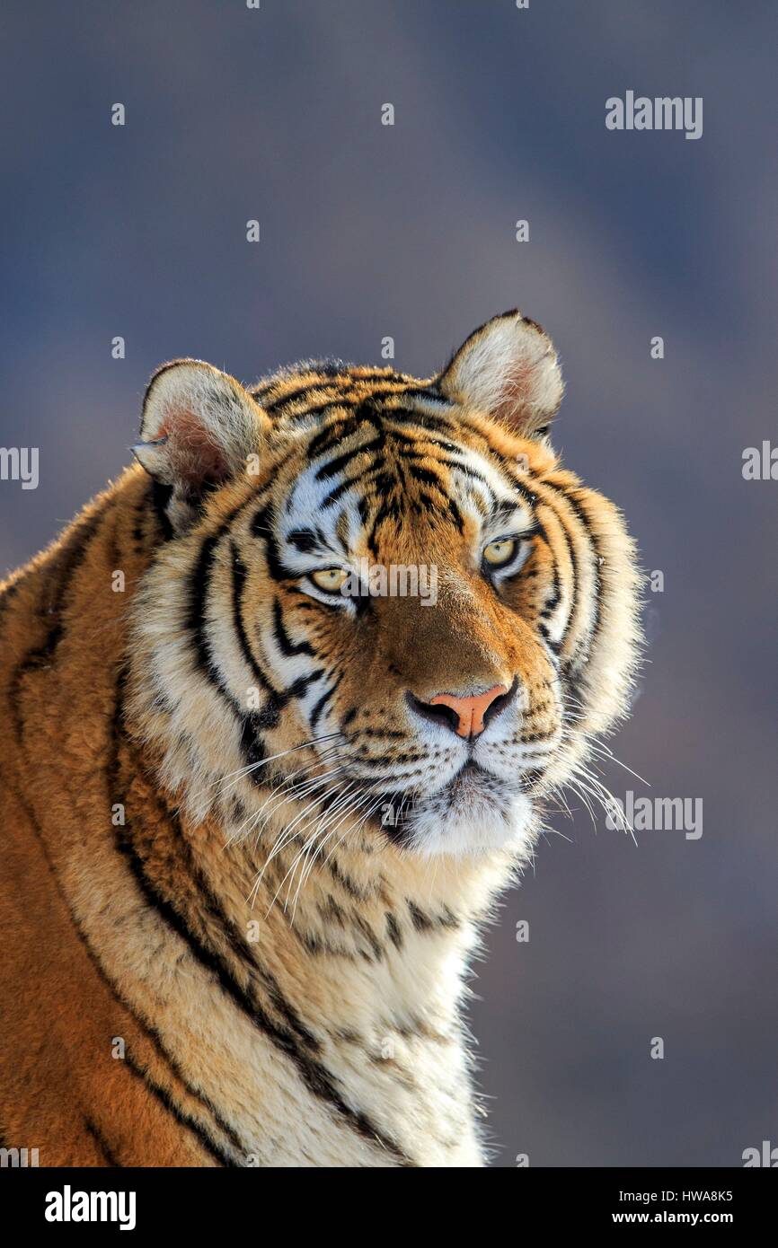 China, Heilongjiang province, Harbin, Tiger Park, Siberian Tiger ...