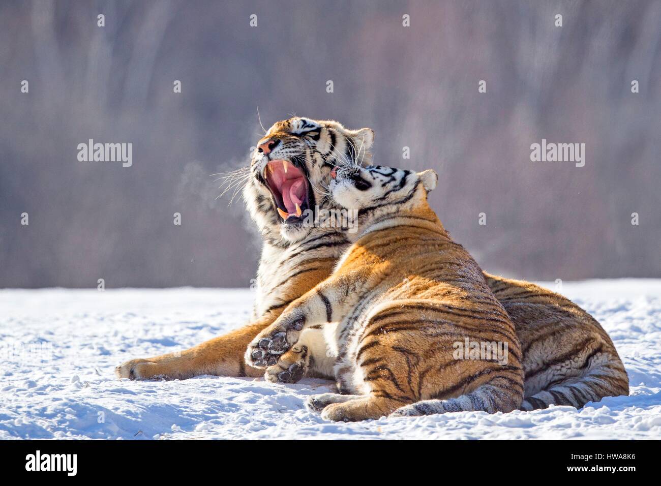 China, Heilongjiang province, Harbin, Tiger Park, Siberian Tiger ...