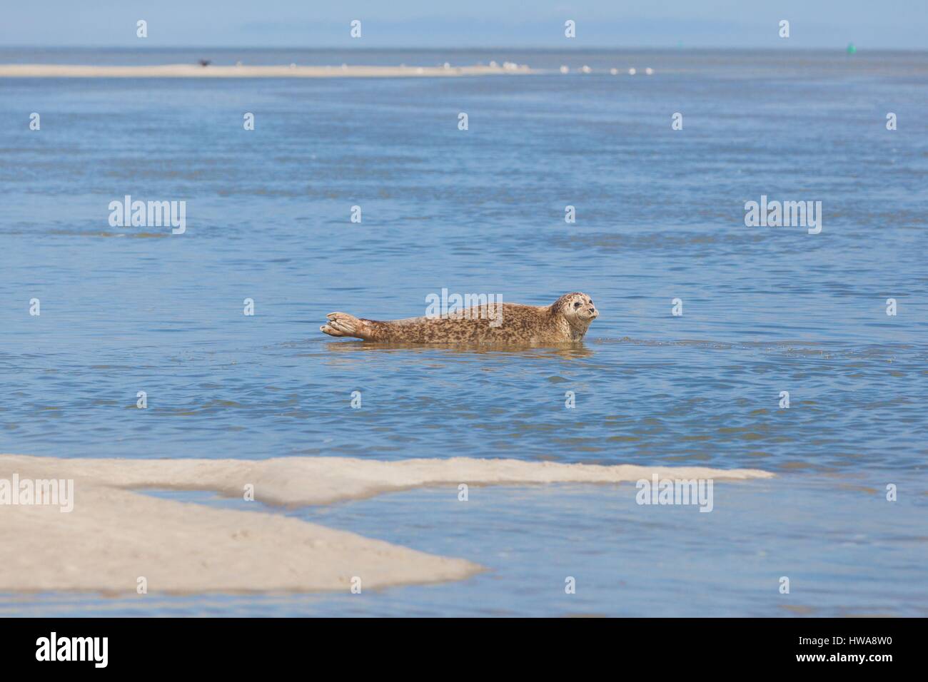 France seal baie de somme hi-res stock photography and images - Alamy
