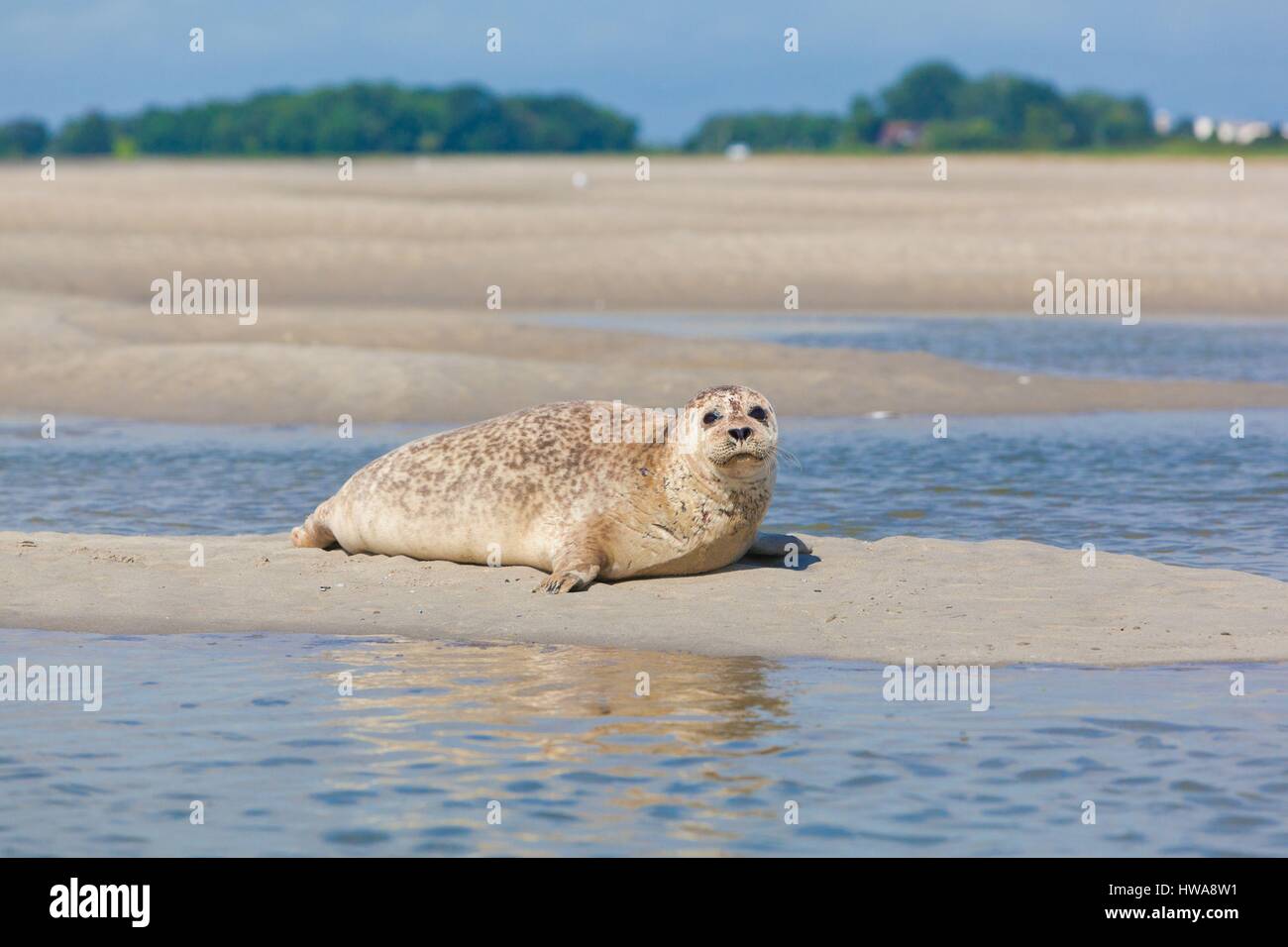France seal baie de somme hi-res stock photography and images - Alamy
