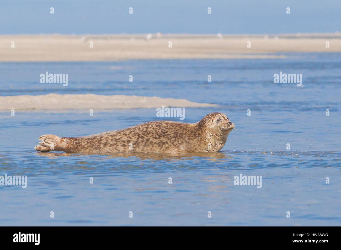 France seal baie de somme hi-res stock photography and images - Alamy