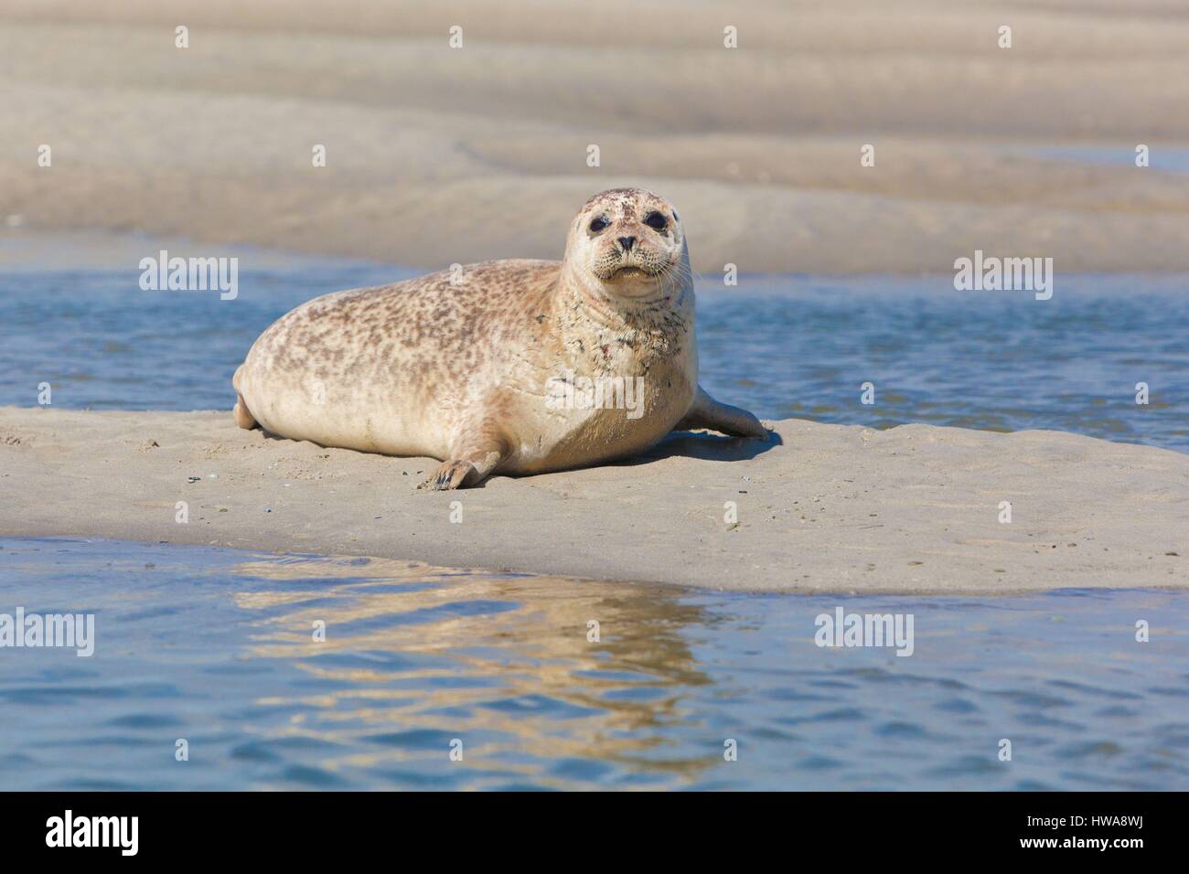 France seal baie de somme hi-res stock photography and images - Alamy