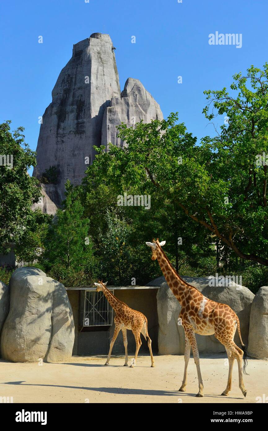 France, Paris, Paris Zoological Park (Zoo de Vincennes), group of ...