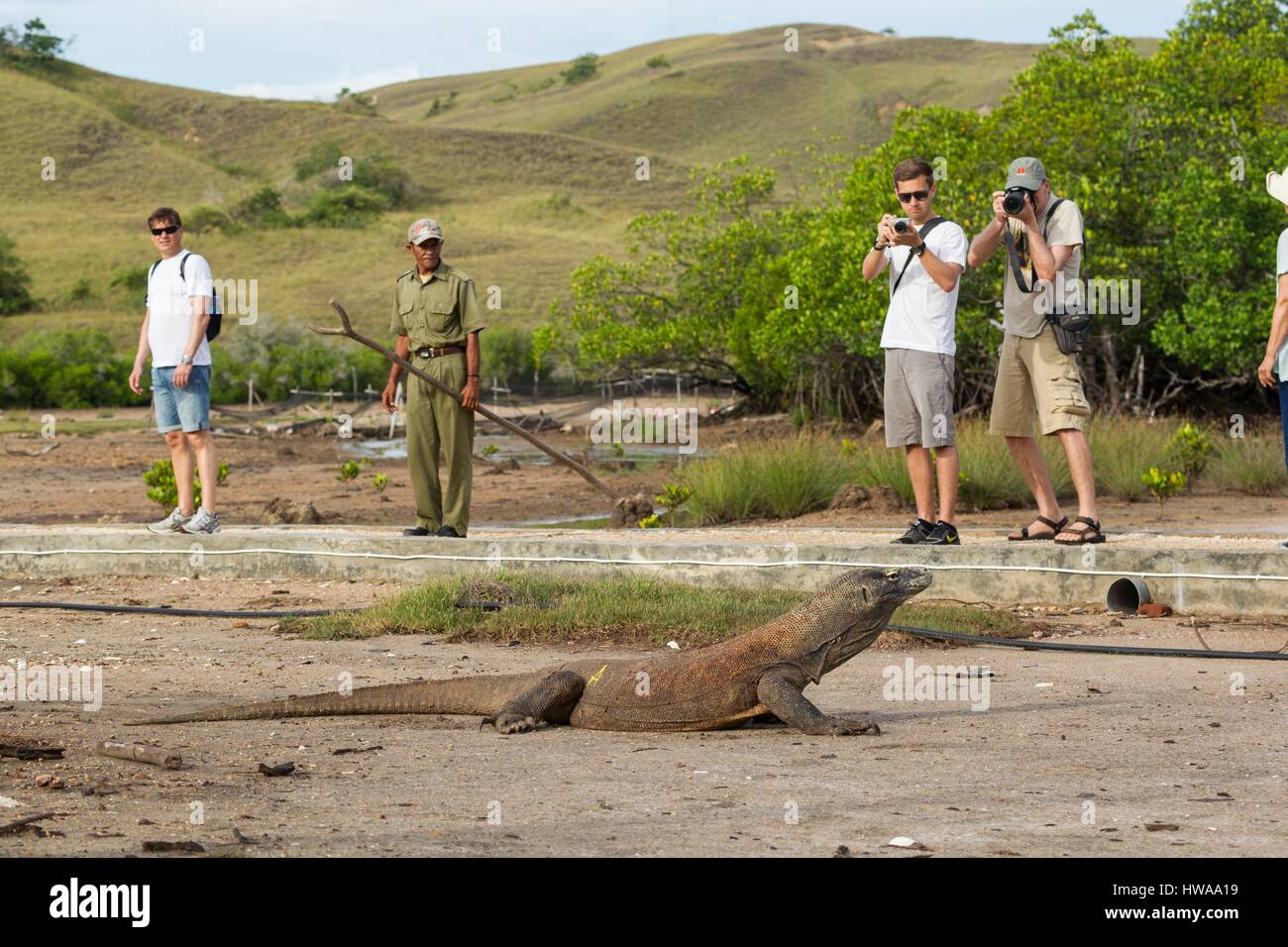 Indonesia, East Nusa Tenggara, Rinca Island, Komodo National Park ...