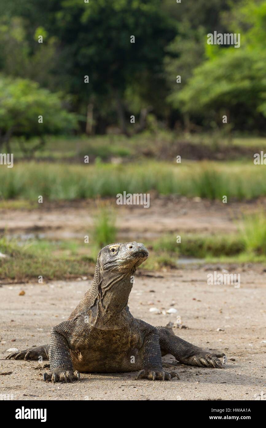 Indonesia, East Nusa Tenggara, Rinca Island, Komodo National Park ...