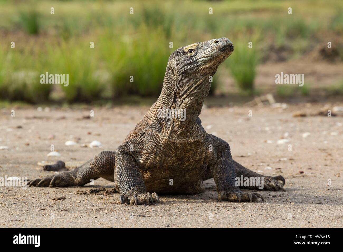 Indonesia, East Nusa Tenggara, Rinca Island, Komodo National Park ...