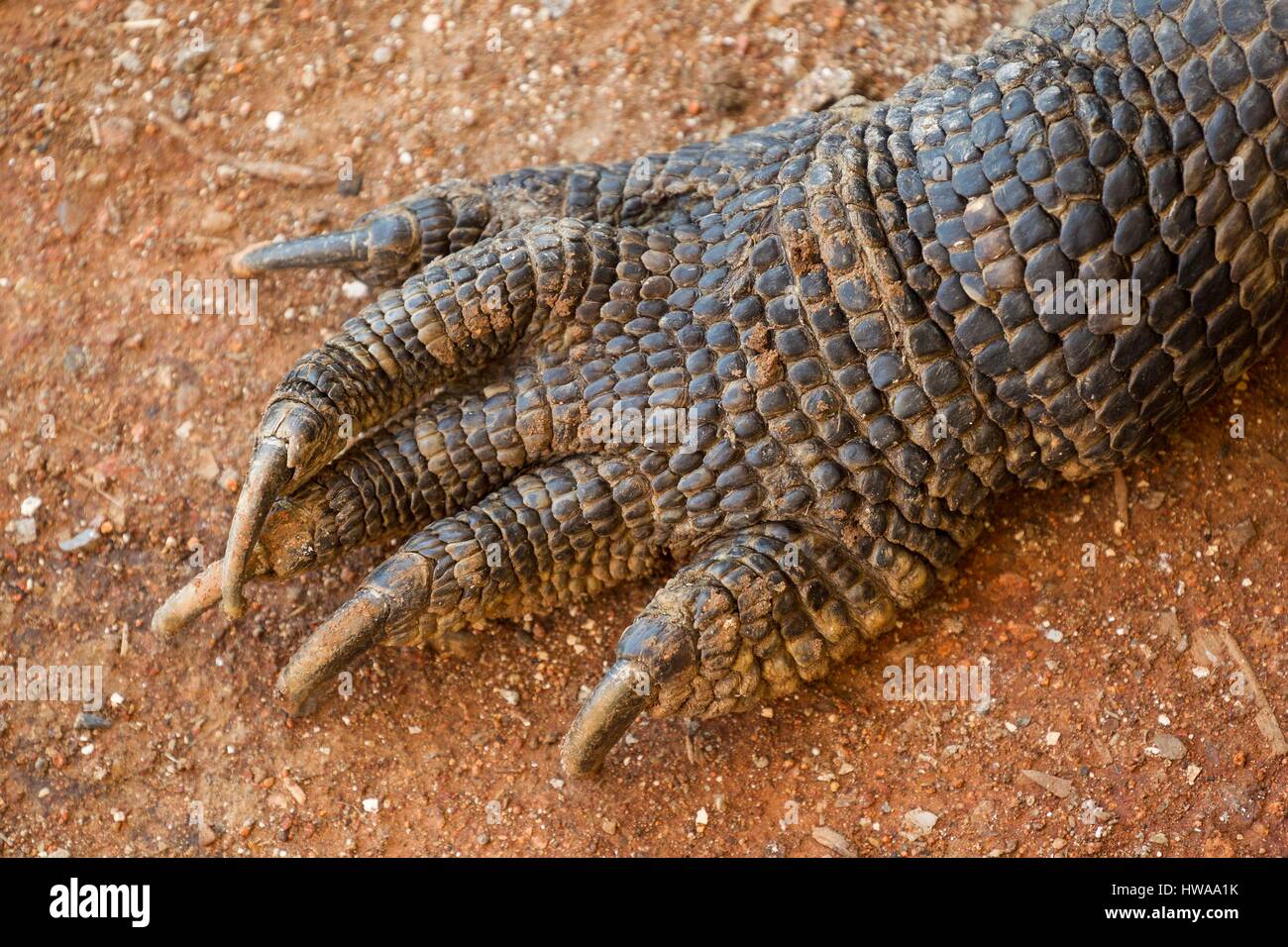 Komodo dragon claw hi-res stock photography and images - Alamy
