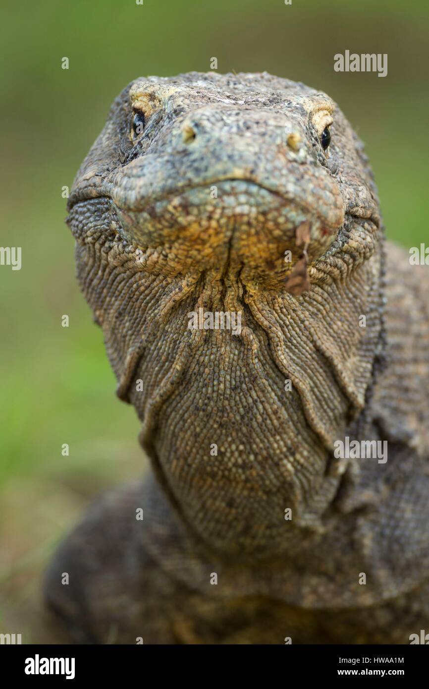 Indonesia, East Nusa Tenggara, Rinca Island, Komodo National Park ...