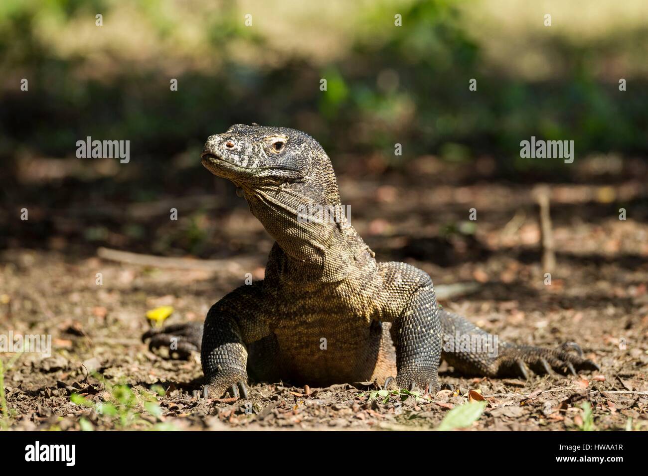 Indonesia, East Nusa Tenggara, Rinca Island, Komodo National Park ...