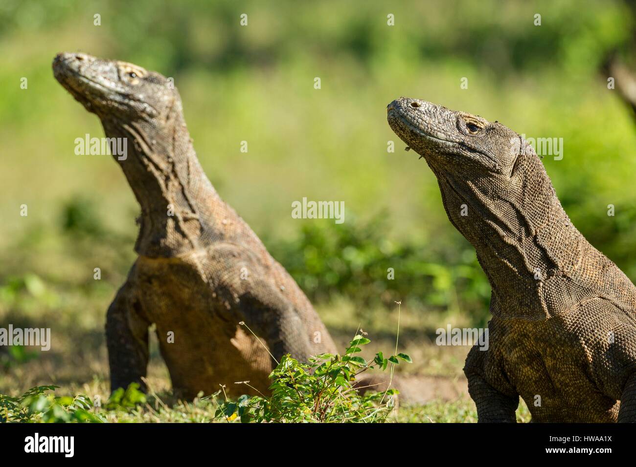 Indonesia, East Nusa Tenggara, Rinca Island, Komodo National Park ...
