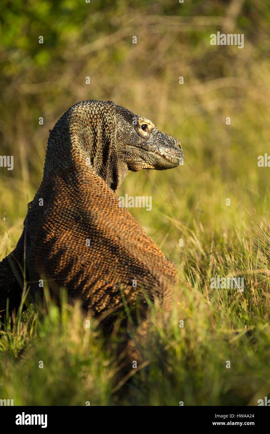 Indonesia, East Nusa Tenggara, Rinca Island, Komodo National Park ...