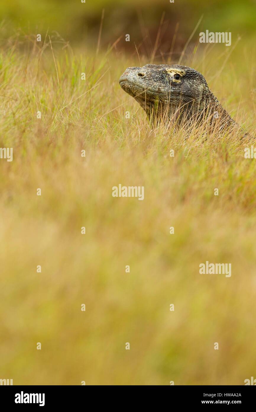 Indonesia, East Nusa Tenggara, Rinca Island, Komodo National Park ...