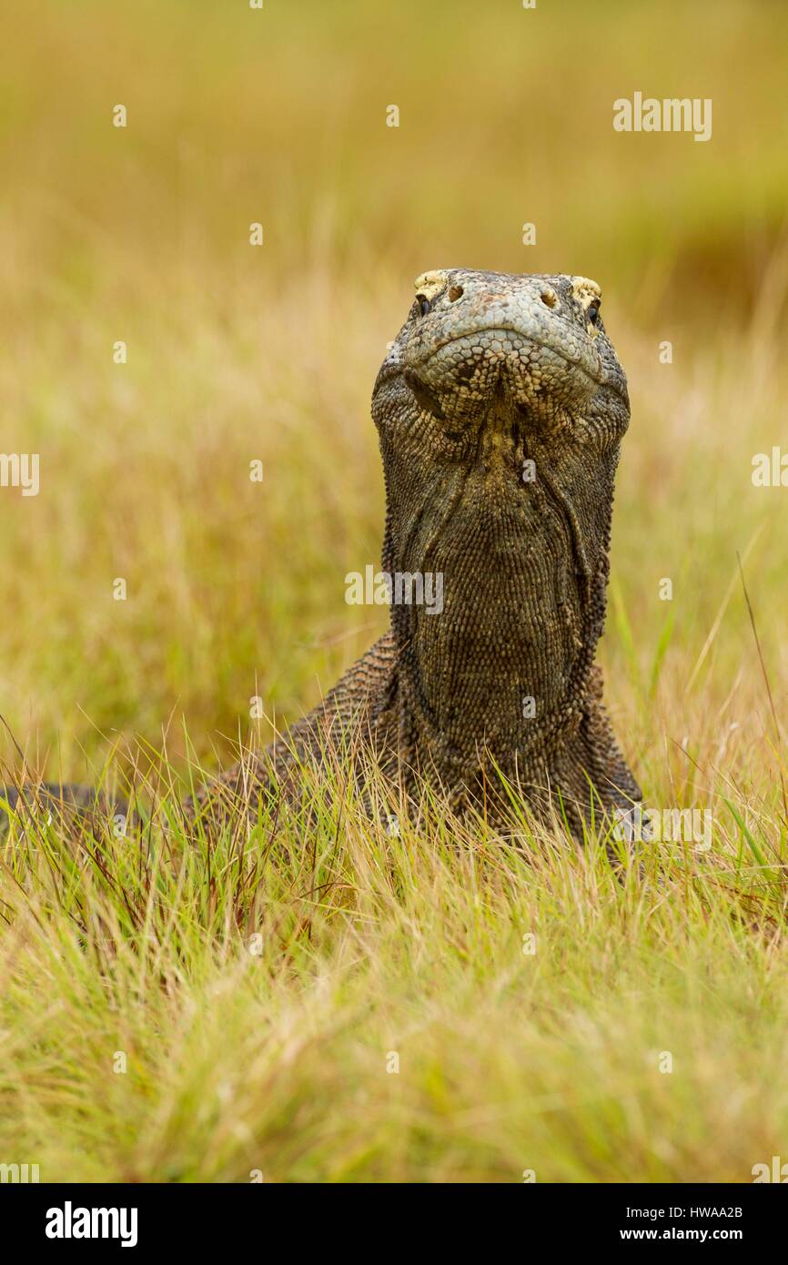 Indonesia, East Nusa Tenggara, Rinca Island, Komodo National Park ...