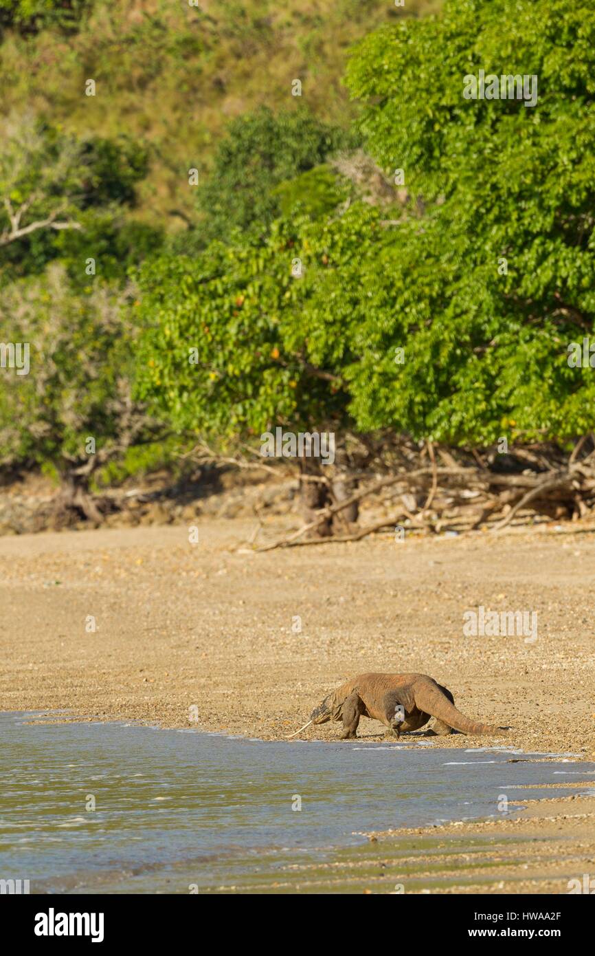 Indonesia, East Nusa Tenggara, Komodo Island, Komodo National Park ...