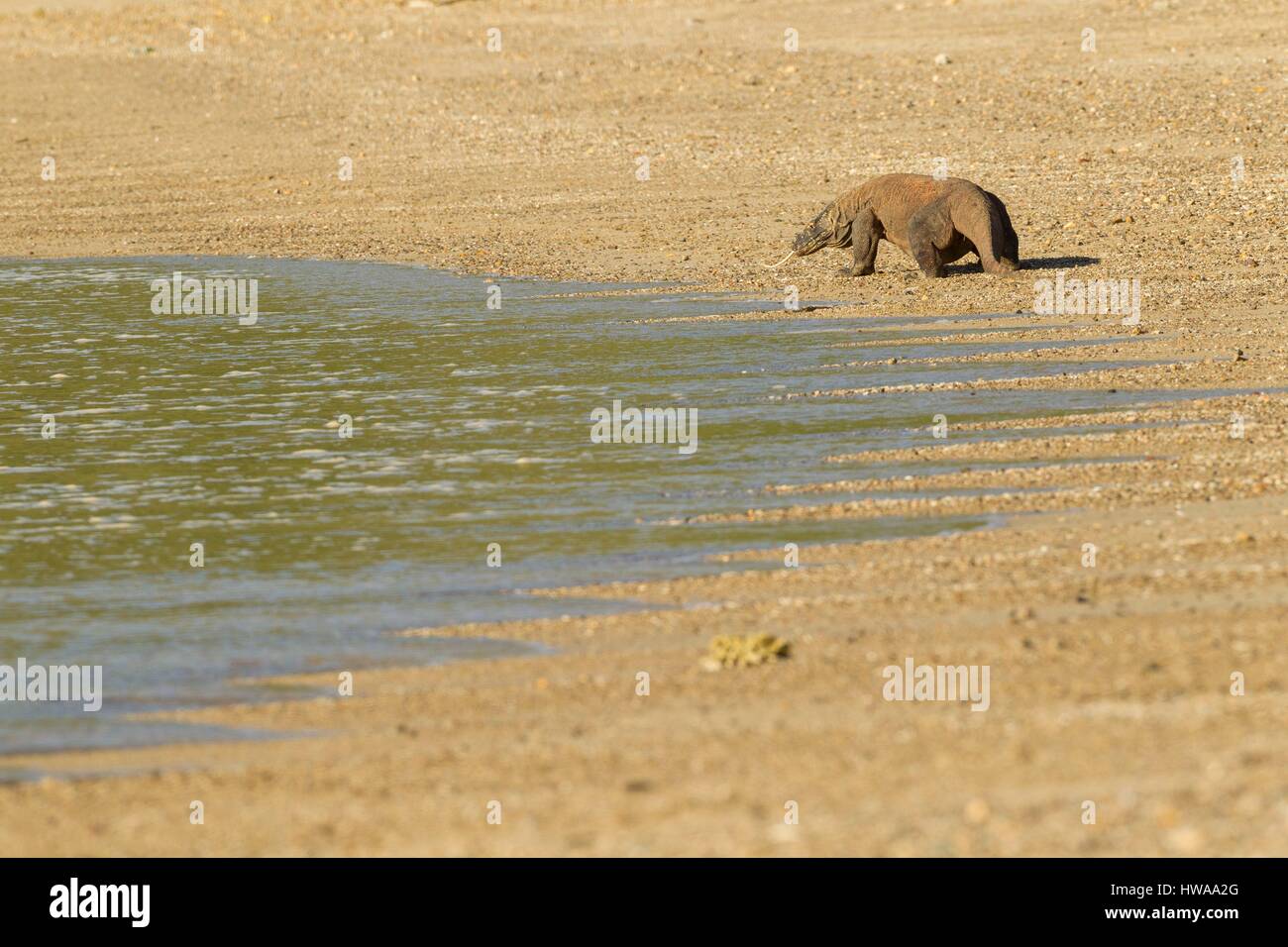 Indonesia, East Nusa Tenggara, Komodo Island, Komodo National Park ...
