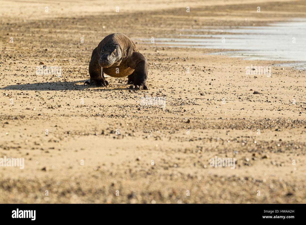 Indonesia, East Nusa Tenggara, Komodo Island, Komodo National Park ...