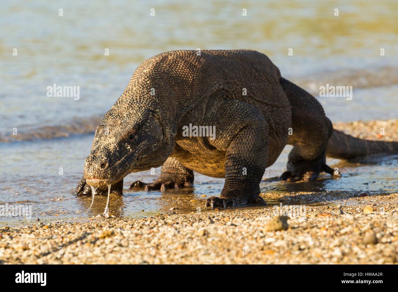 Indonesia, East Nusa Tenggara, Komodo Island, Komodo National Park ...