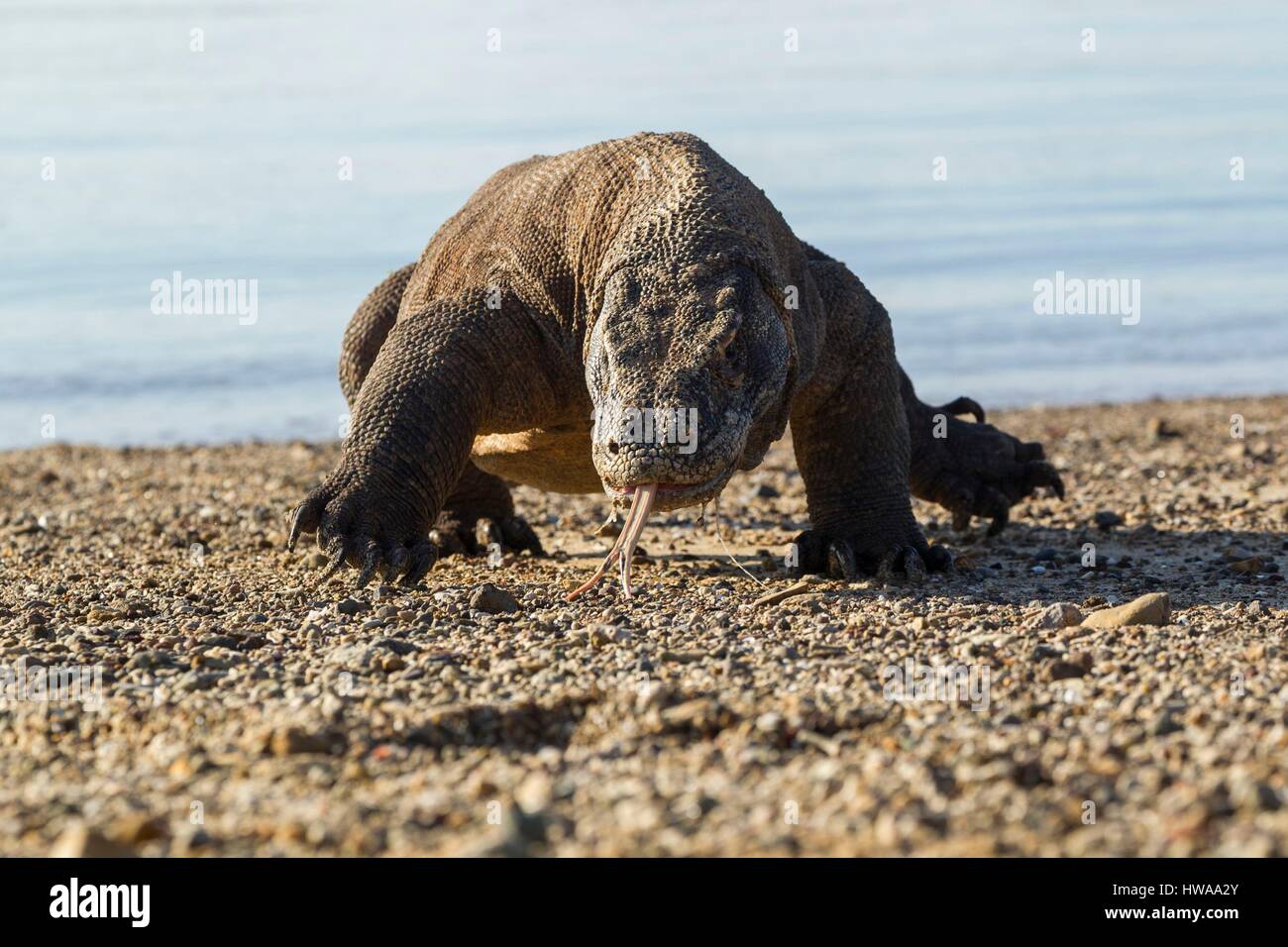 Indonesia, East Nusa Tenggara, Komodo Island, Komodo National Park ...