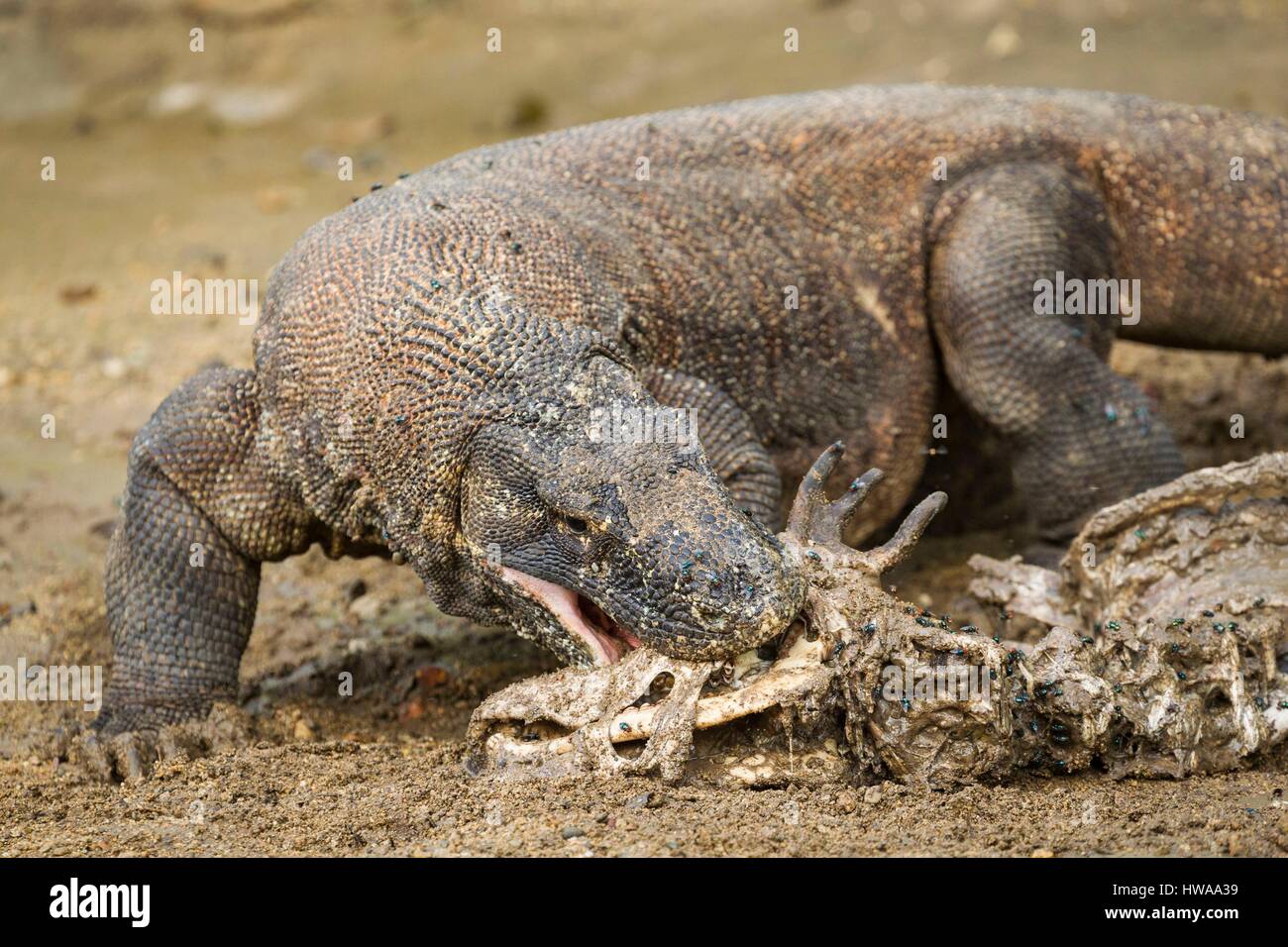 Komodo dragon eating hi-res stock photography and images - Alamy