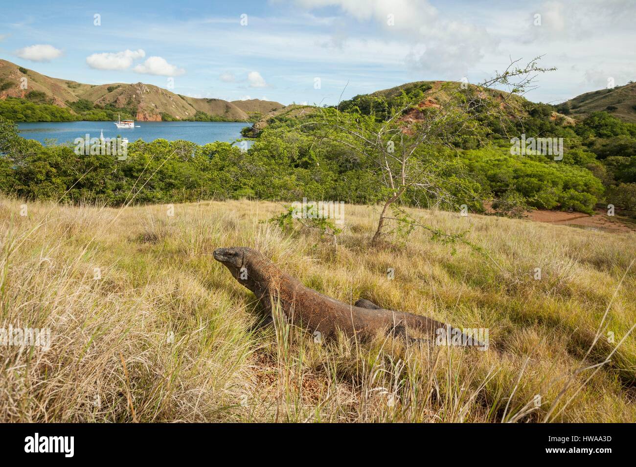 Indonesia, East Nusa Tenggara, Rinca Island, Komodo National Park ...