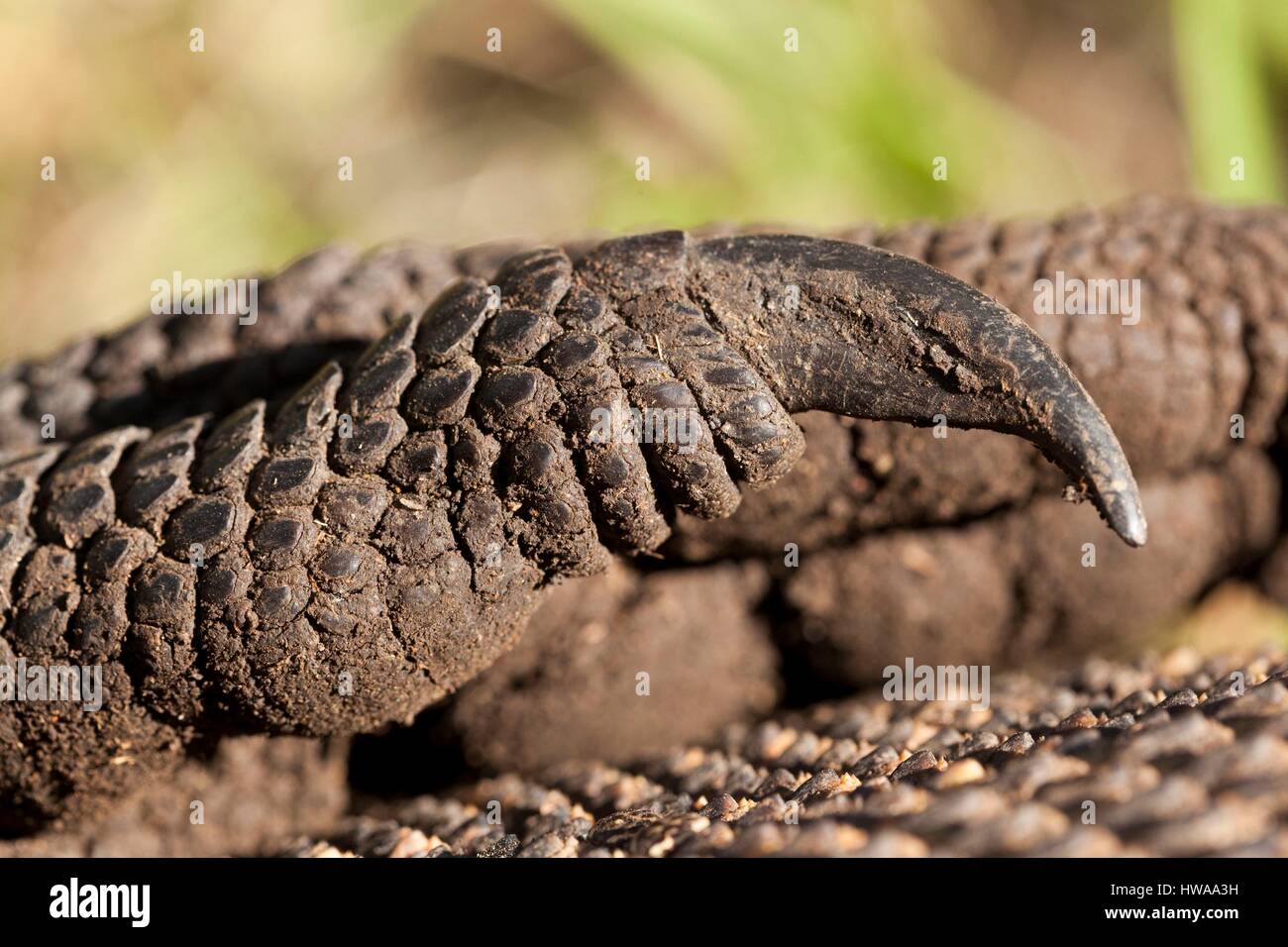 Indonesia, East Nusa Tenggara, Rinca Island, Komodo National Park ...