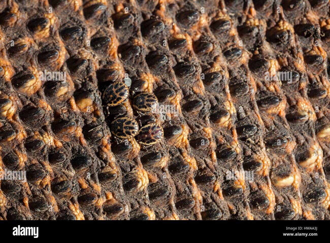 Komodo dragon skin hi-res stock photography and images - Alamy