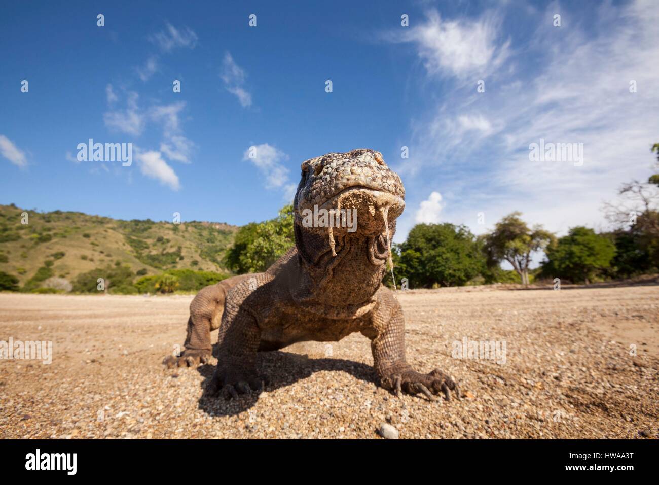 Indonesia, East Nusa Tenggara, Komodo Island, Komodo National Park ...