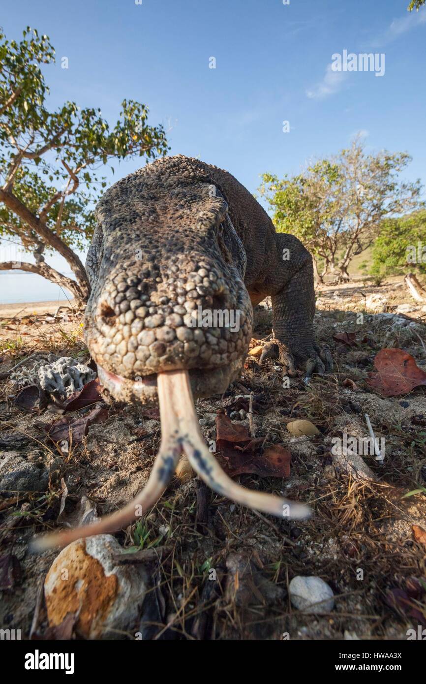 Indonesia, East Nusa Tenggara, Komodo Island, Komodo National Park ...