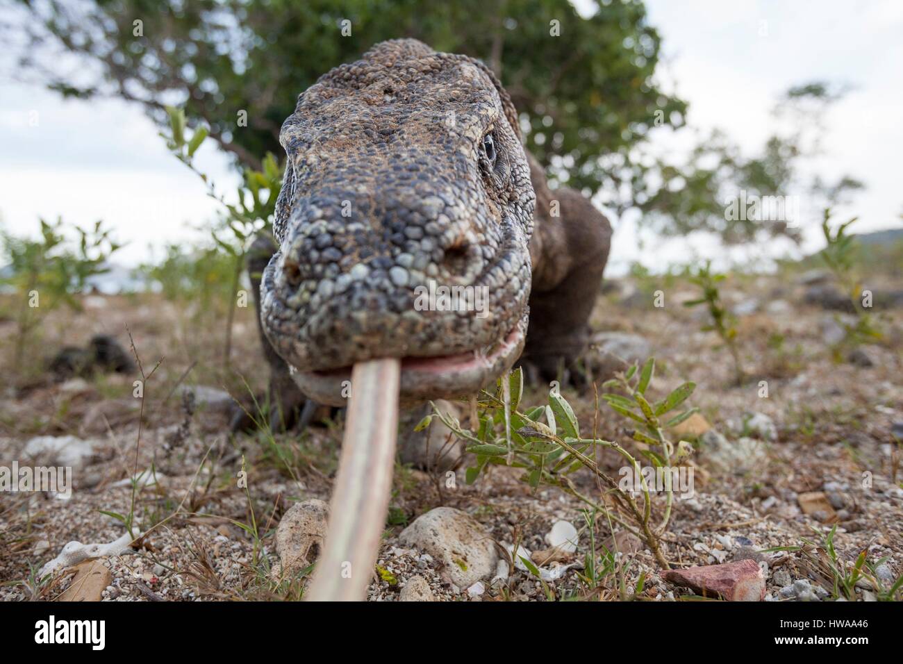 Indonesia, East Nusa Tenggara, Komodo Island, Komodo National Park ...