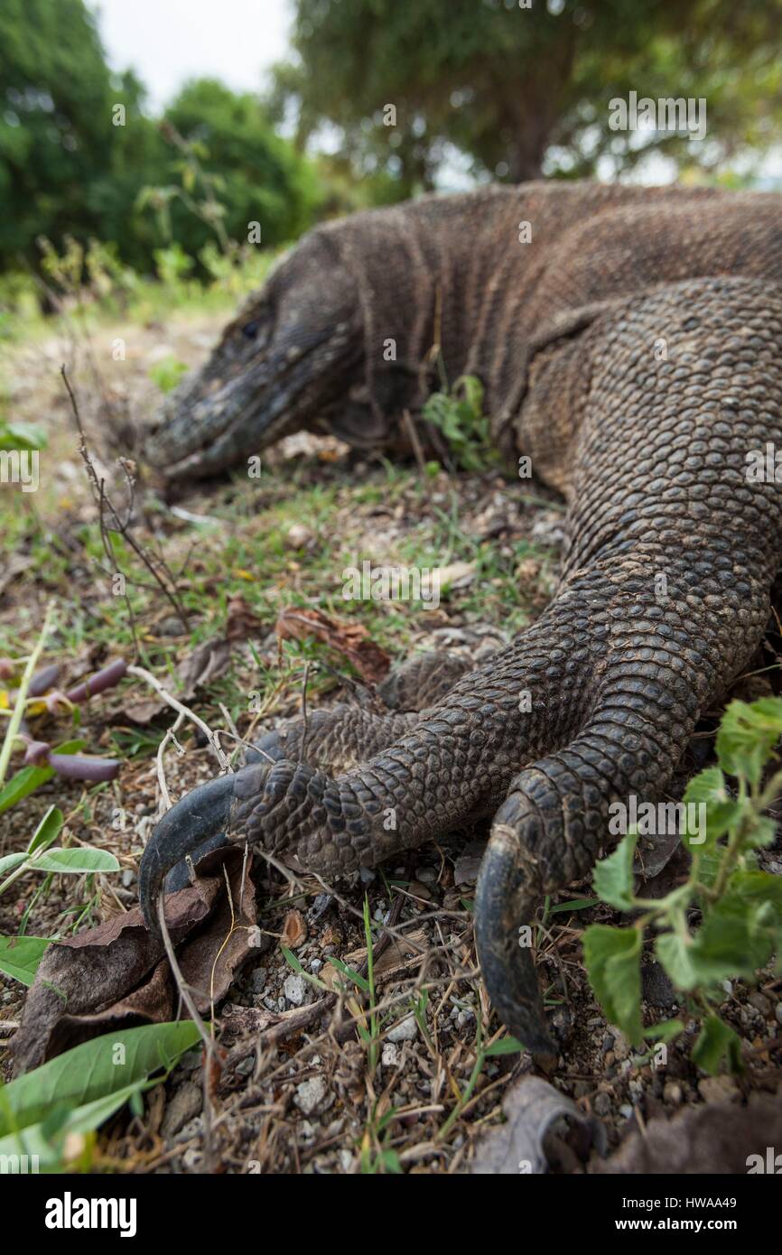 Komodo dragon claw hi-res stock photography and images - Alamy