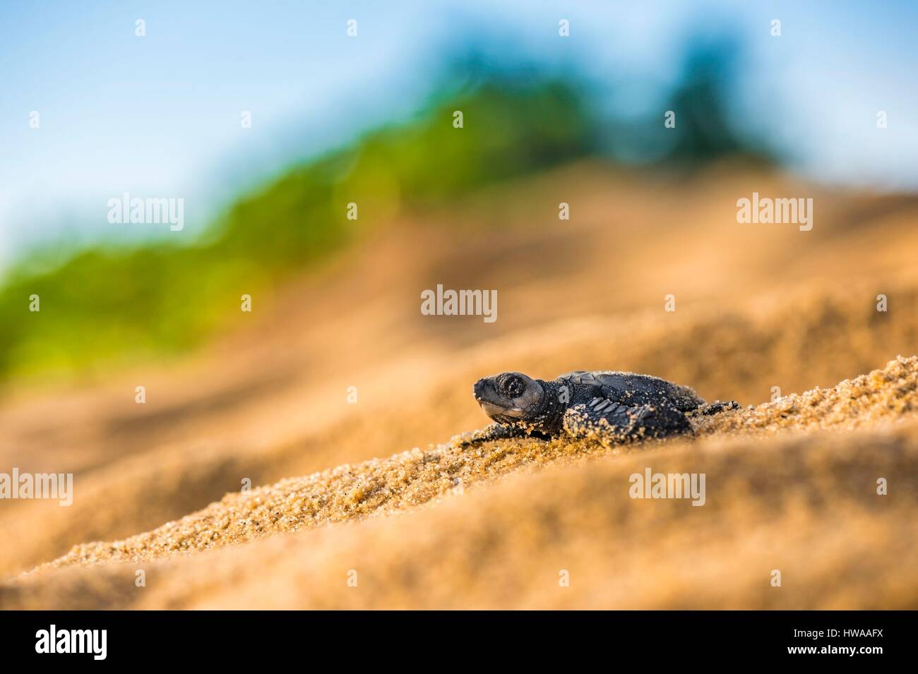 Juvenile turtle hi-res stock photography and images - Alamy