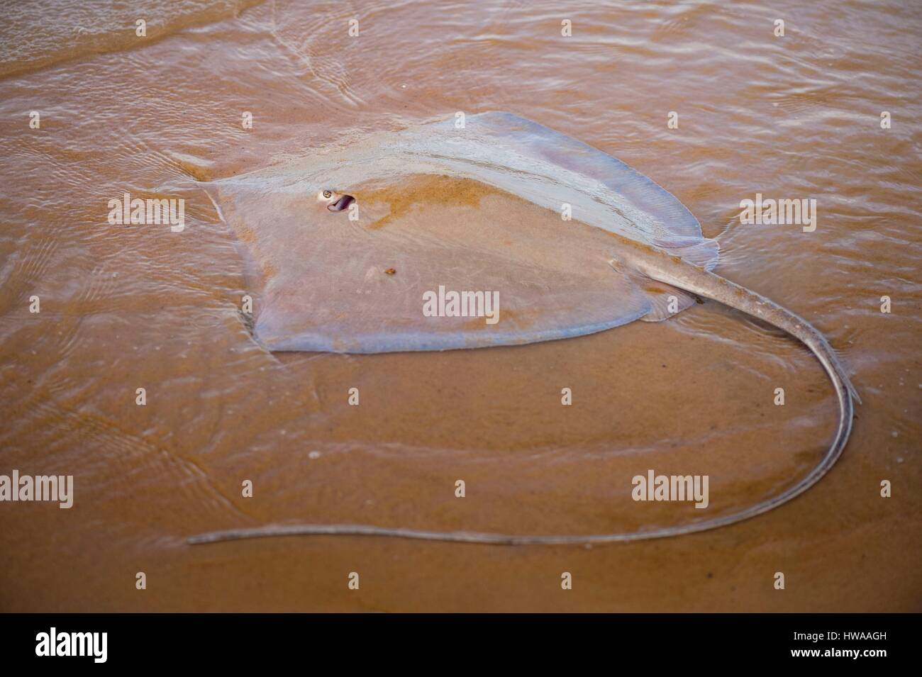 Longnose stingray hi-res stock photography and images - Alamy