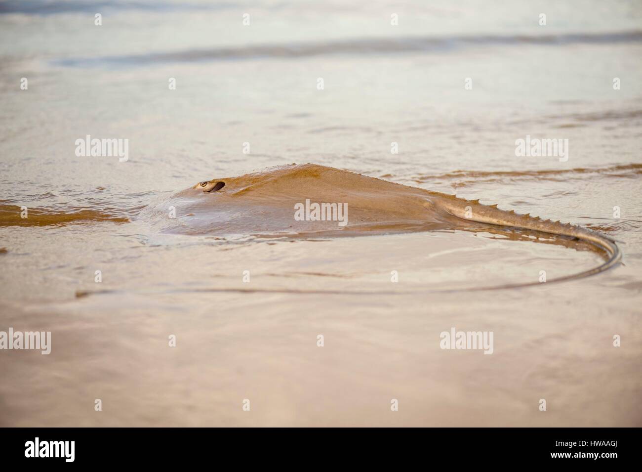 Longnose stingray hi-res stock photography and images - Alamy