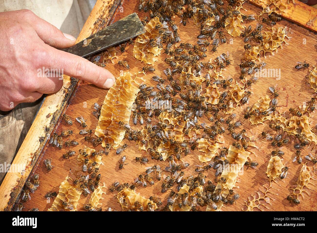 France, Var, Le Castellet, Beekeepers, miellerie de l'oratoire Stock ...