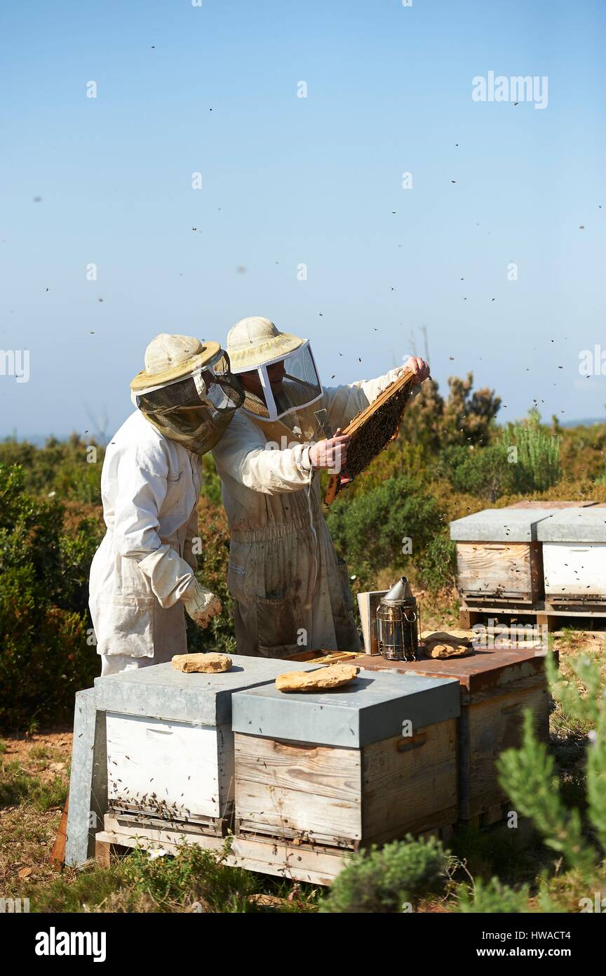 France, Var, Le Castellet, Beekeepers, miellerie de l'oratoire Stock ...