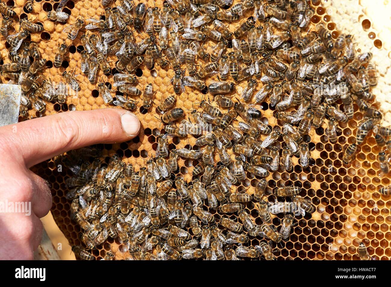 France, Var, Le Castellet, Beekeepers, miellerie de l'oratoire Stock ...
