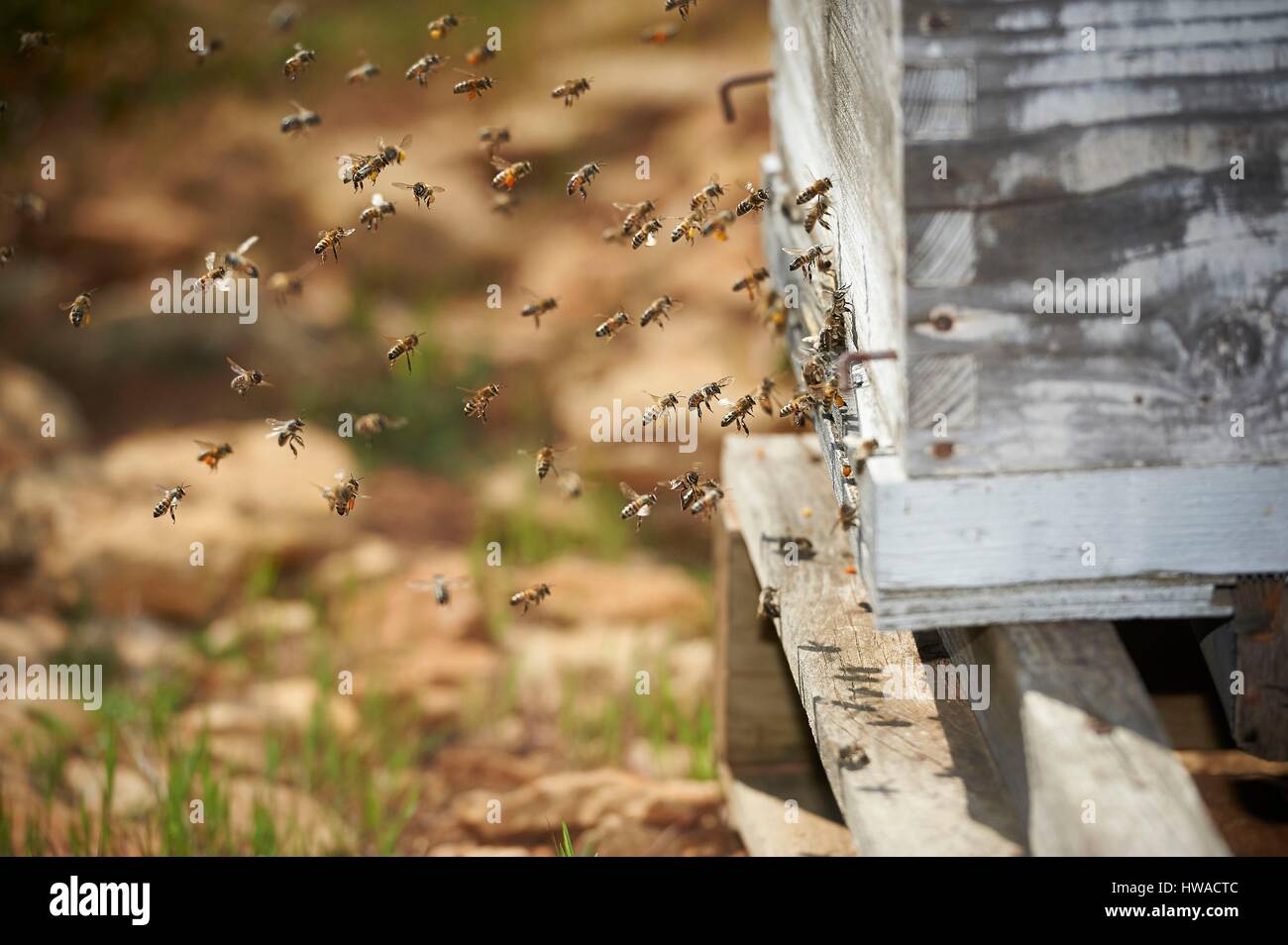 France, Var, Le Castellet, Beekeepers, miellerie de l'oratoire Stock ...