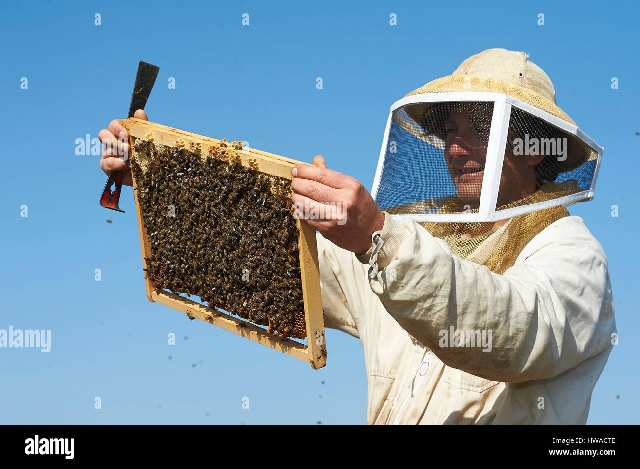 France, Var, Le Castellet, Beekeepers, miellerie de l'oratoire Stock ...