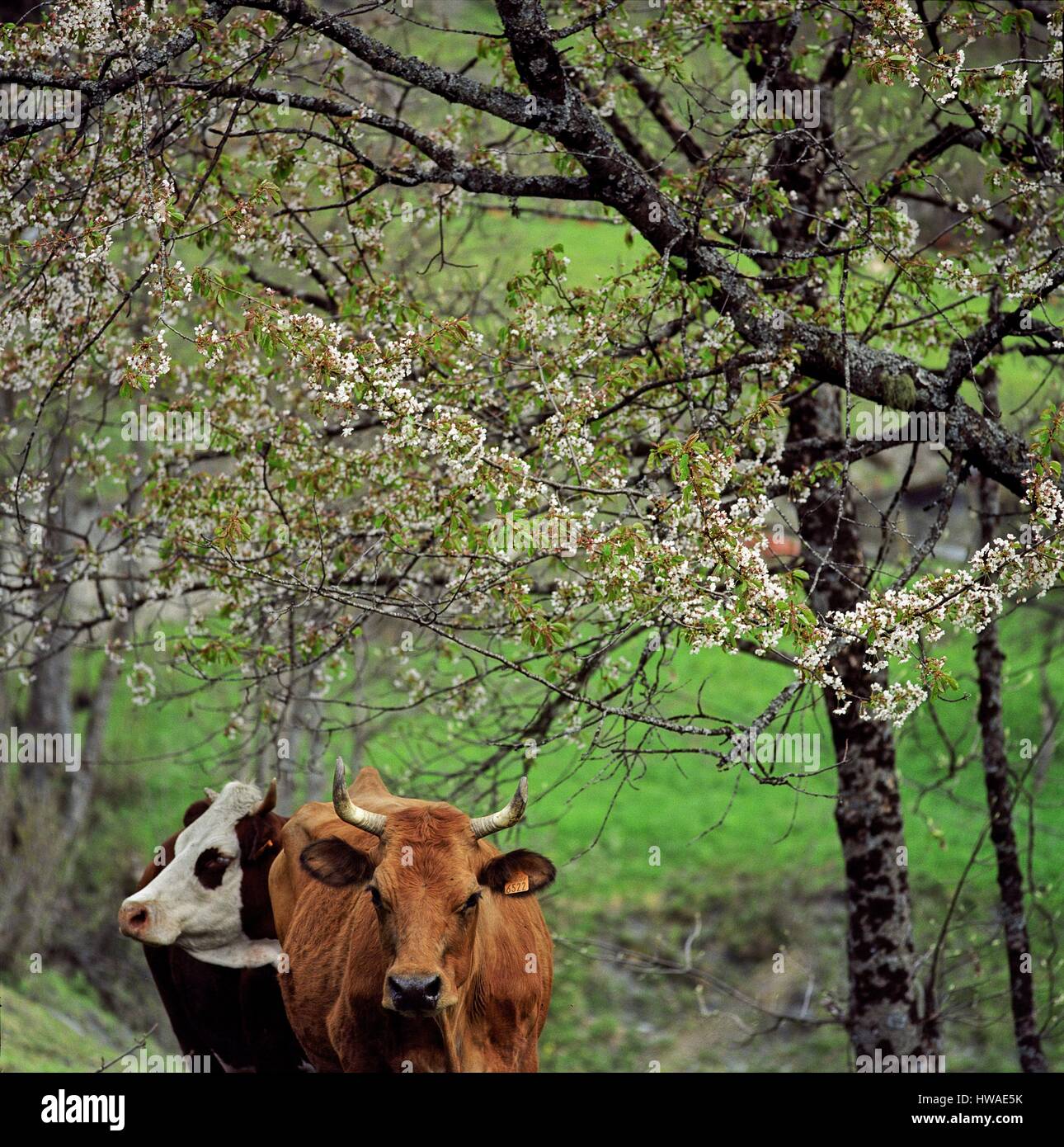 Tarentaise cattle hi-res stock photography and images - Alamy