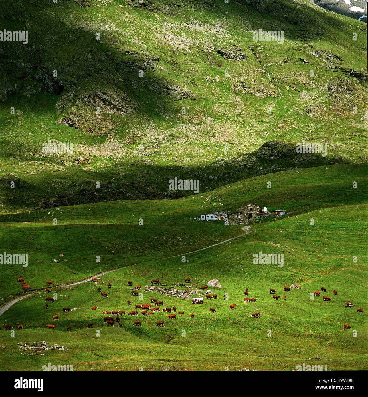 Tarentaise cattle hi-res stock photography and images - Alamy