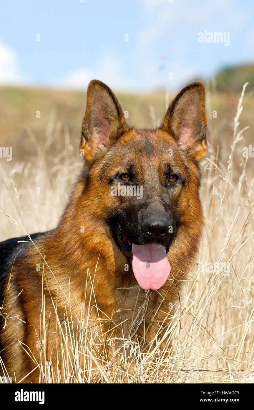German shepherd canis lupus hi-res stock photography and images - Alamy