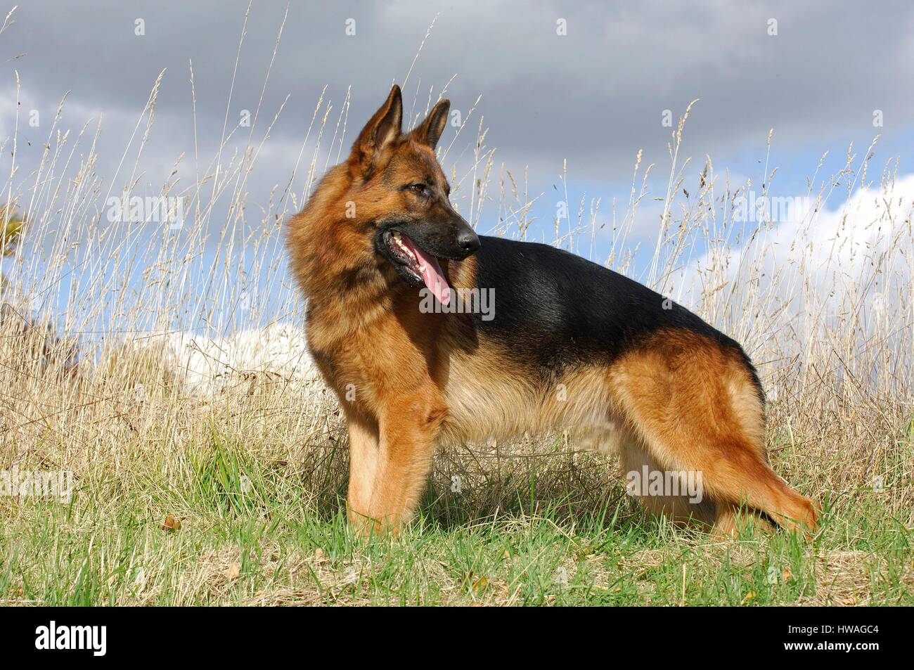German Shepherd (Canis lupus familiaris Stock Photo - Alamy