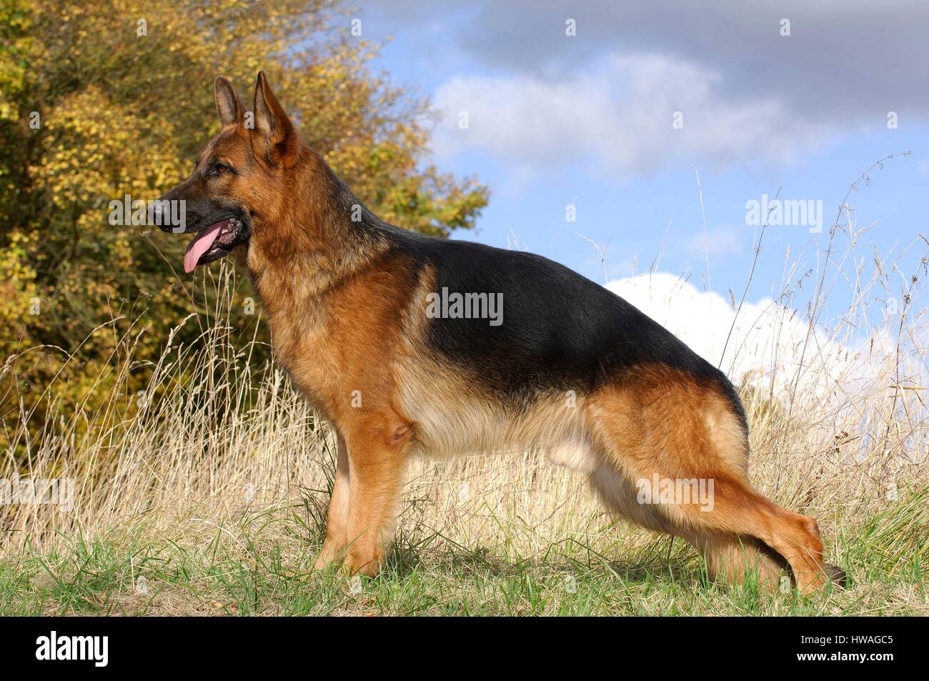 German Shepherd (Canis lupus familiaris Stock Photo - Alamy
