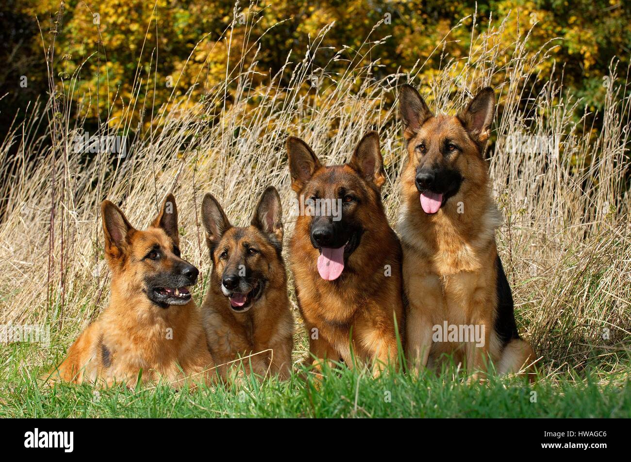 German Shepherd (Canis lupus familiaris Stock Photo - Alamy